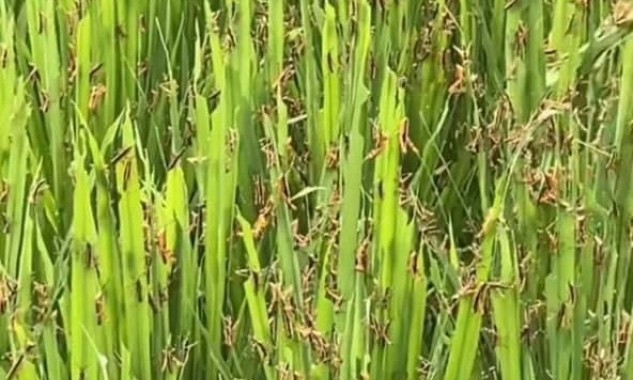 Châu chấu tre lưng vàng tràn từ rừng xuống ruộng: Tỉnh Cao Bằng công bố ...